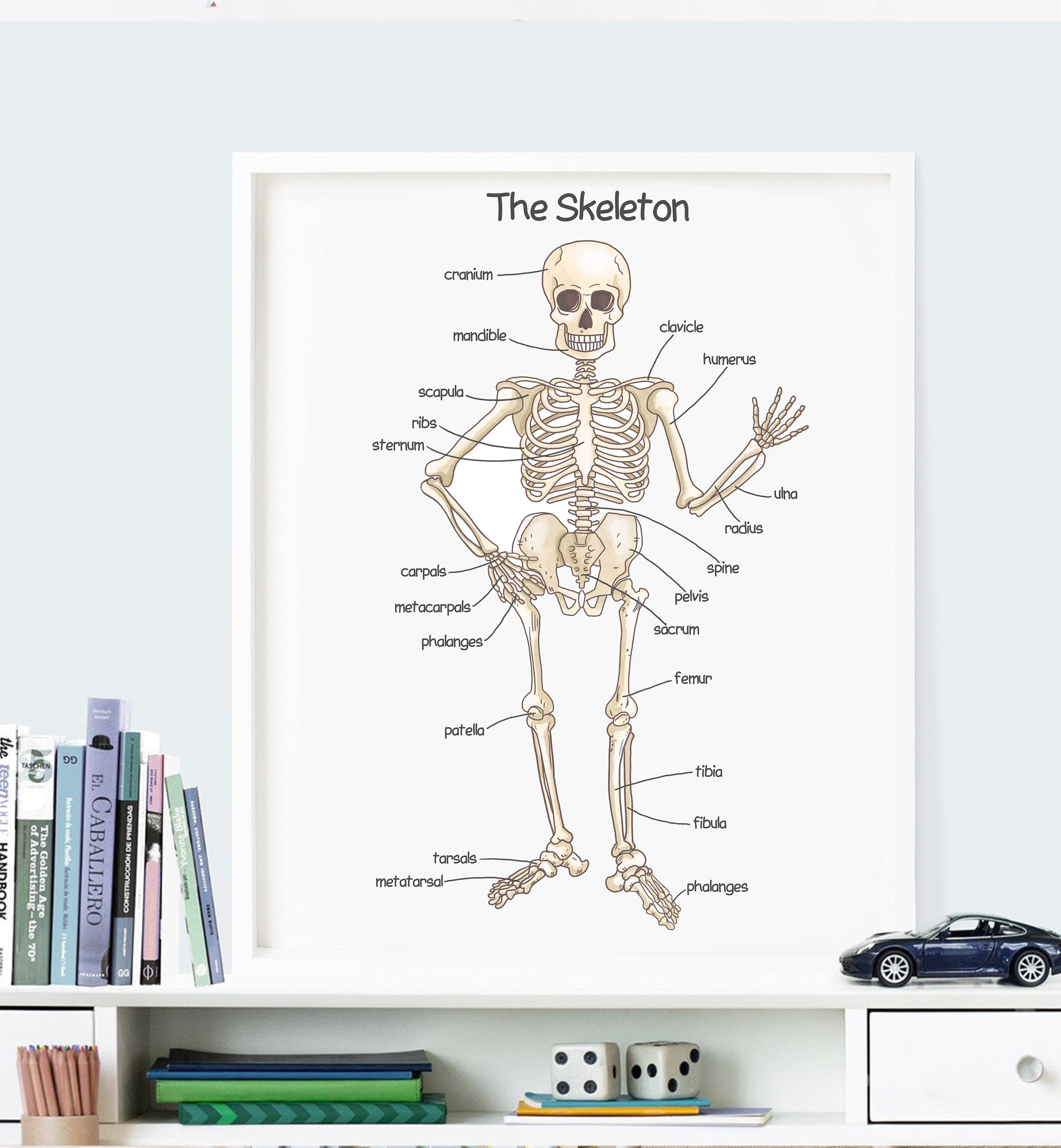 Human Skeleton Poster for Kids Human Bones Downloadable Prints - Etsy ...