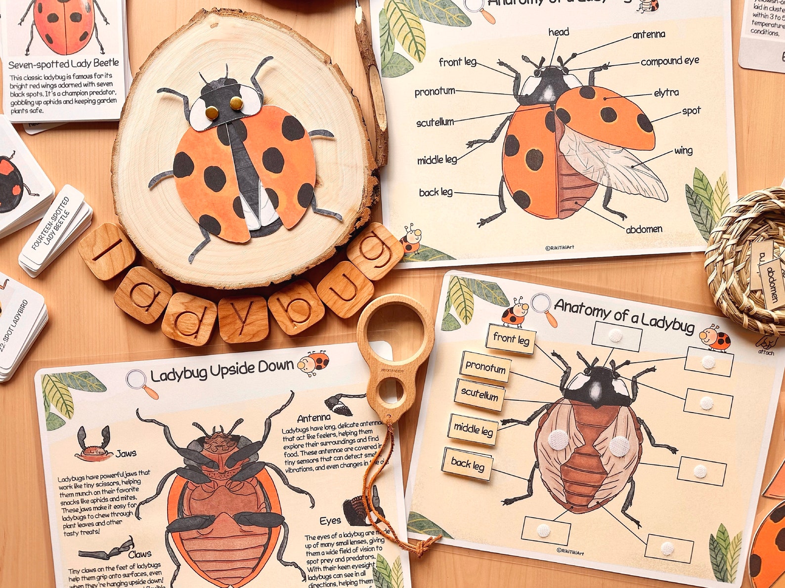 Ladybug Unit Study Homeschool Spring Printables Charlotte Mason ...