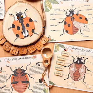 Ladybug Unit Study Homeschool Spring Printables Charlotte Mason ...