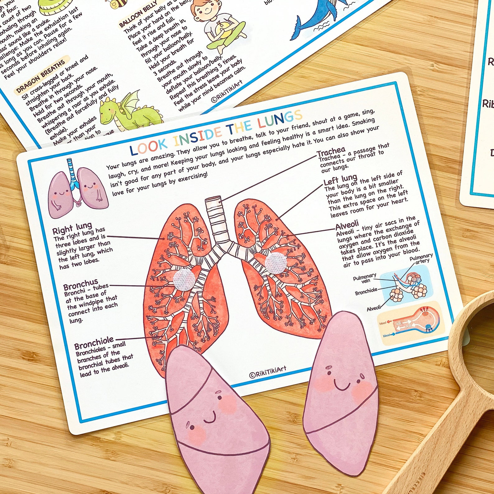 Respiratory System Bundle Human Anatomy Preschool Worksheets - Etsy