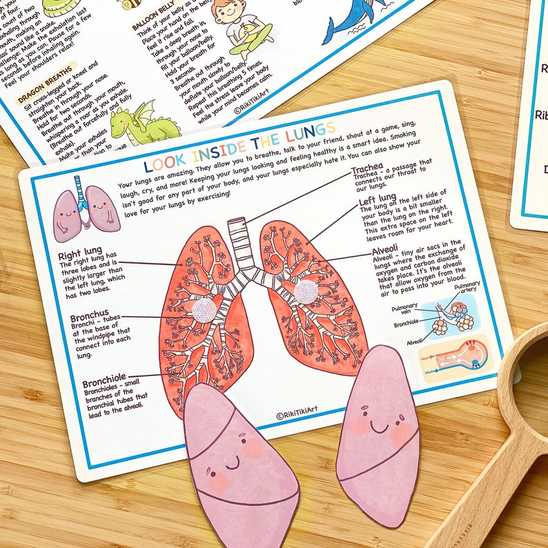 Respiratory System Bundle Human Anatomy Preschool Worksheets - Etsy