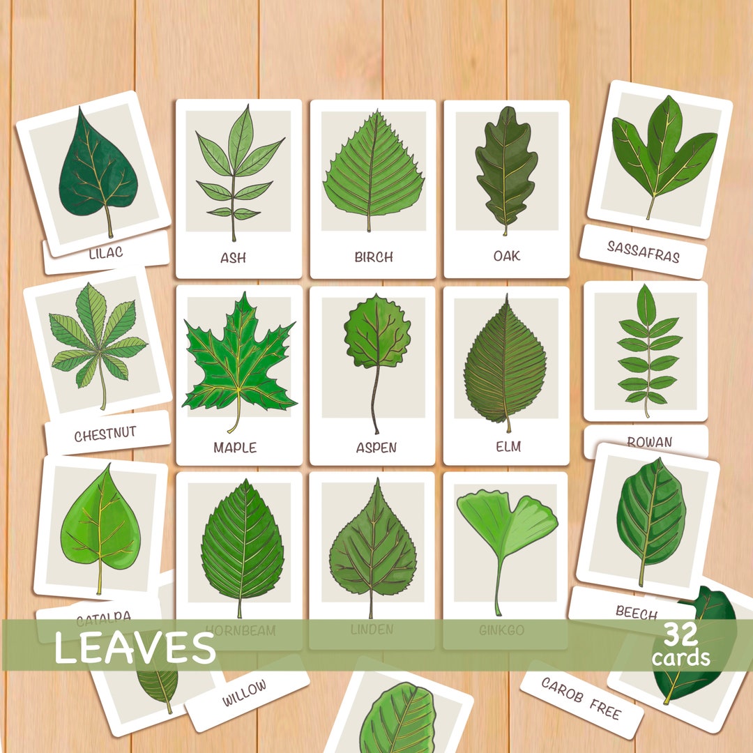 Leaves Flash Cards Leaf Identification Montessori Education Homeschool ...