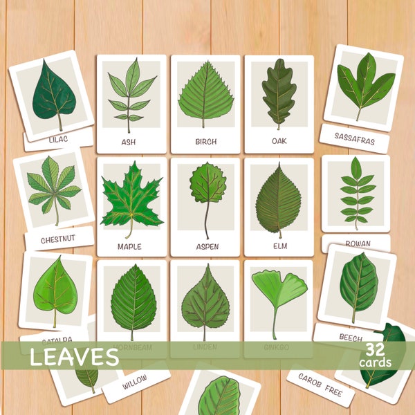 Leaf Shapes and Leaves Sorting Cards & Control Chart Montessori Science ...