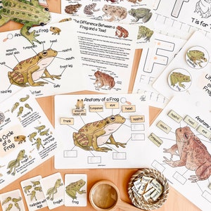 Frog Unit Study Homeschool Summer Activities Frog and Toad Life Cycle ...