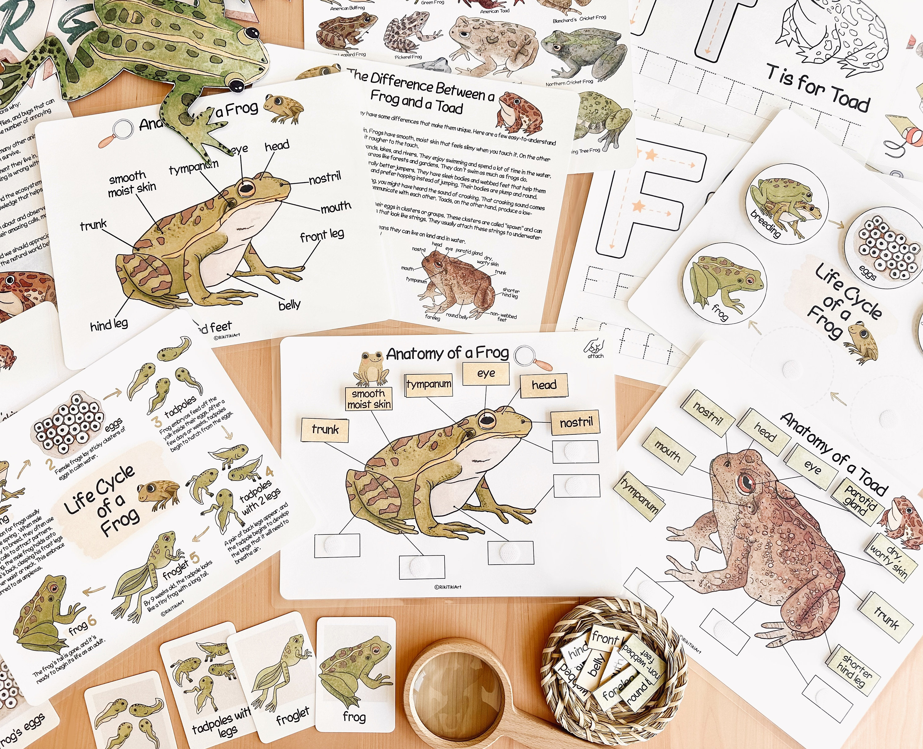 Frog Unit Study Homeschool Summer Activities Frog and Toad Life Cycle ...