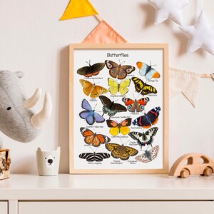 Butterfly Poster Nature Educational Posters Charlotte Mason ...