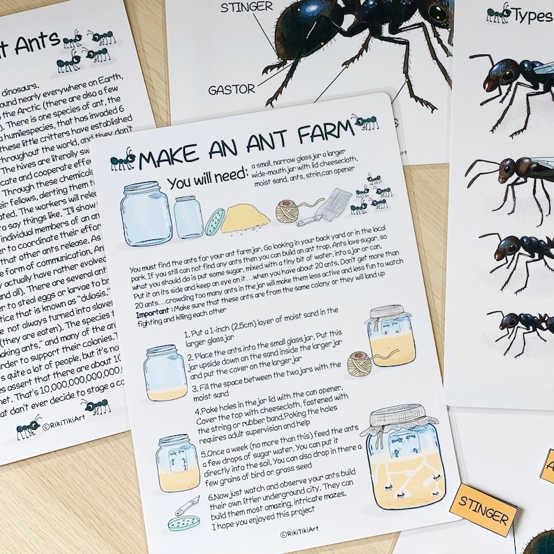 Ant Colony Nature Study Bundle Charlotte Mason Learning - Etsy