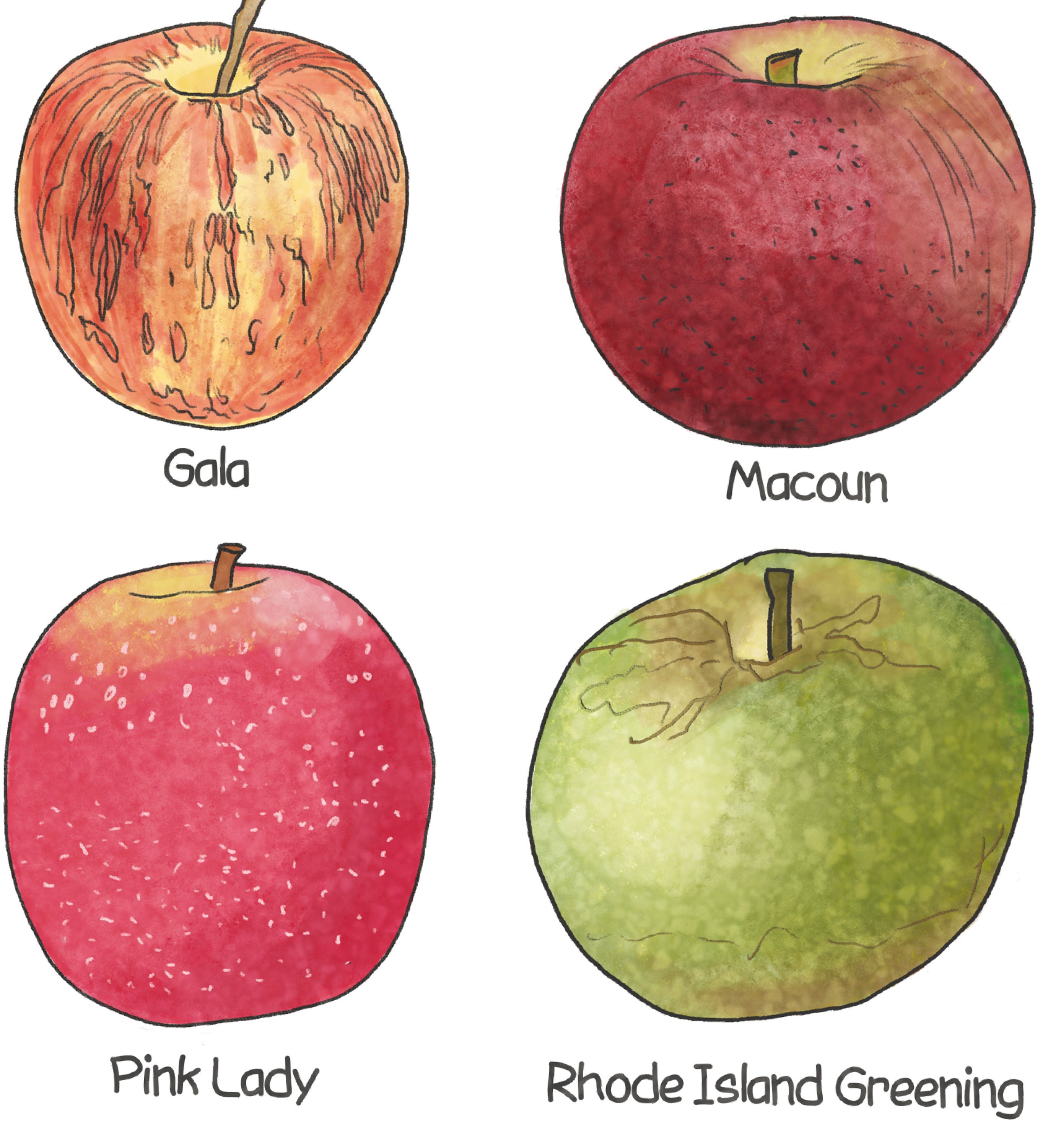 Apple Poster Educational Wall Art Homeschool Classroom Decor Apple ...