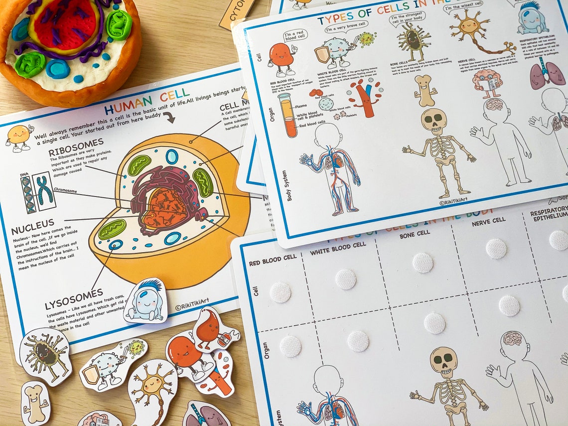 Hyman Body Cell Preschool Activities Printable Homeschool | Etsy