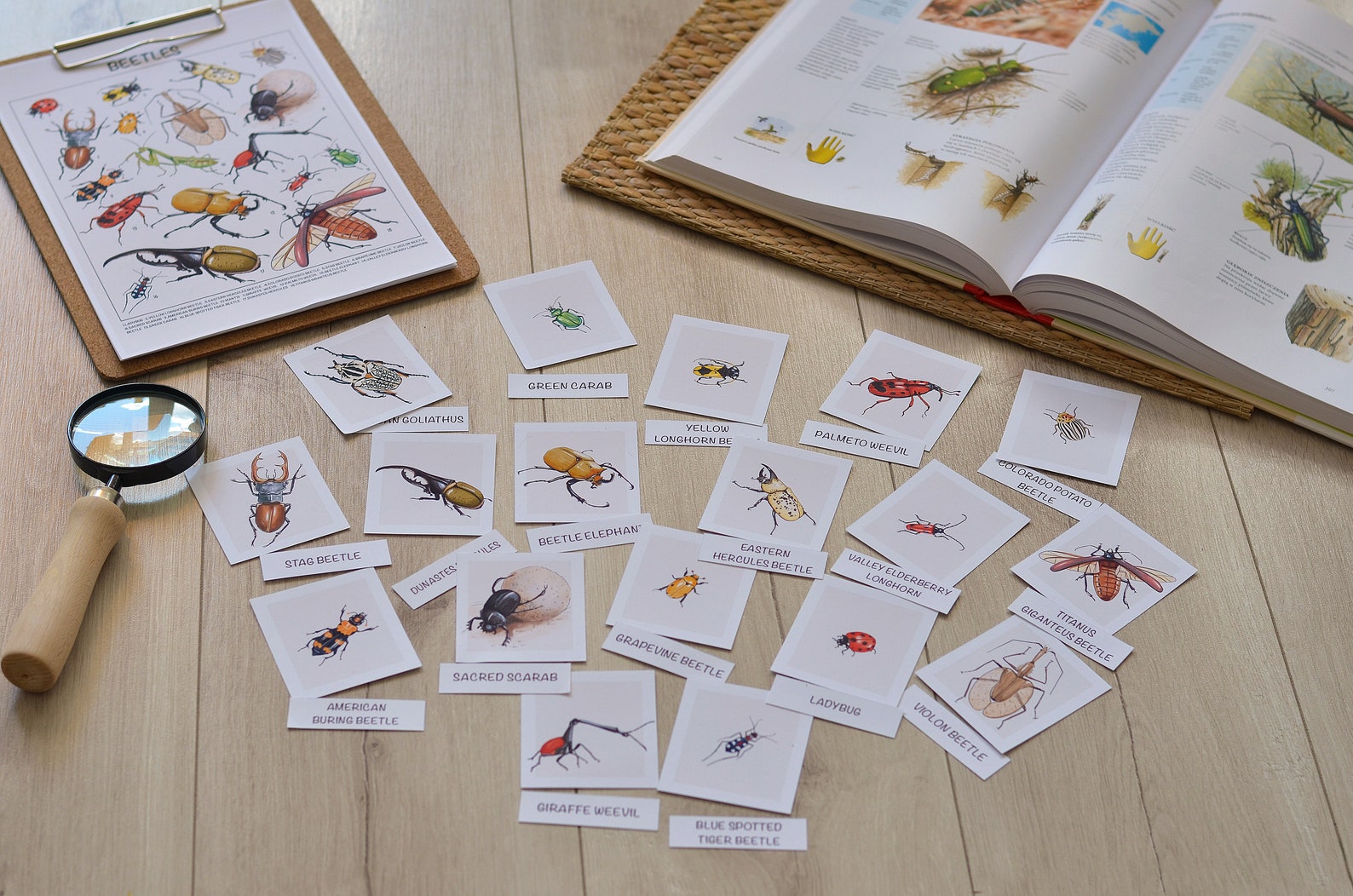 Beetles Flashcards Homeschool Montessori Materials Printable - Etsy