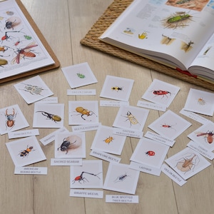 Beetles Flashcards, Homeschool Montessori Materials, Printable Toddler ...
