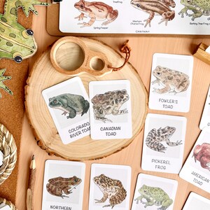 North America Frogs and Toads Flash Cards Montessori Printable ...
