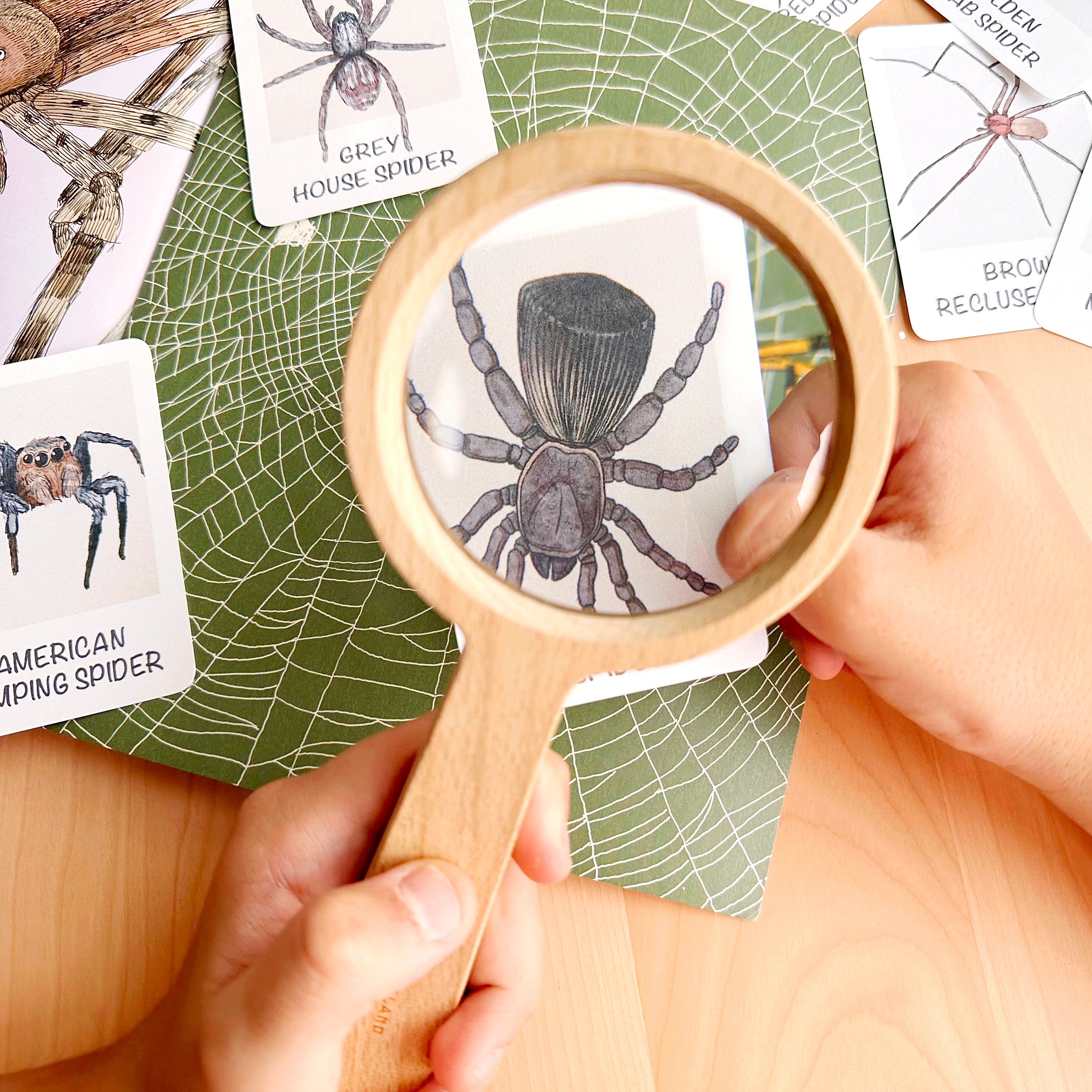 Spider Flash Cards Montessori Printable Homeschool Resources ...