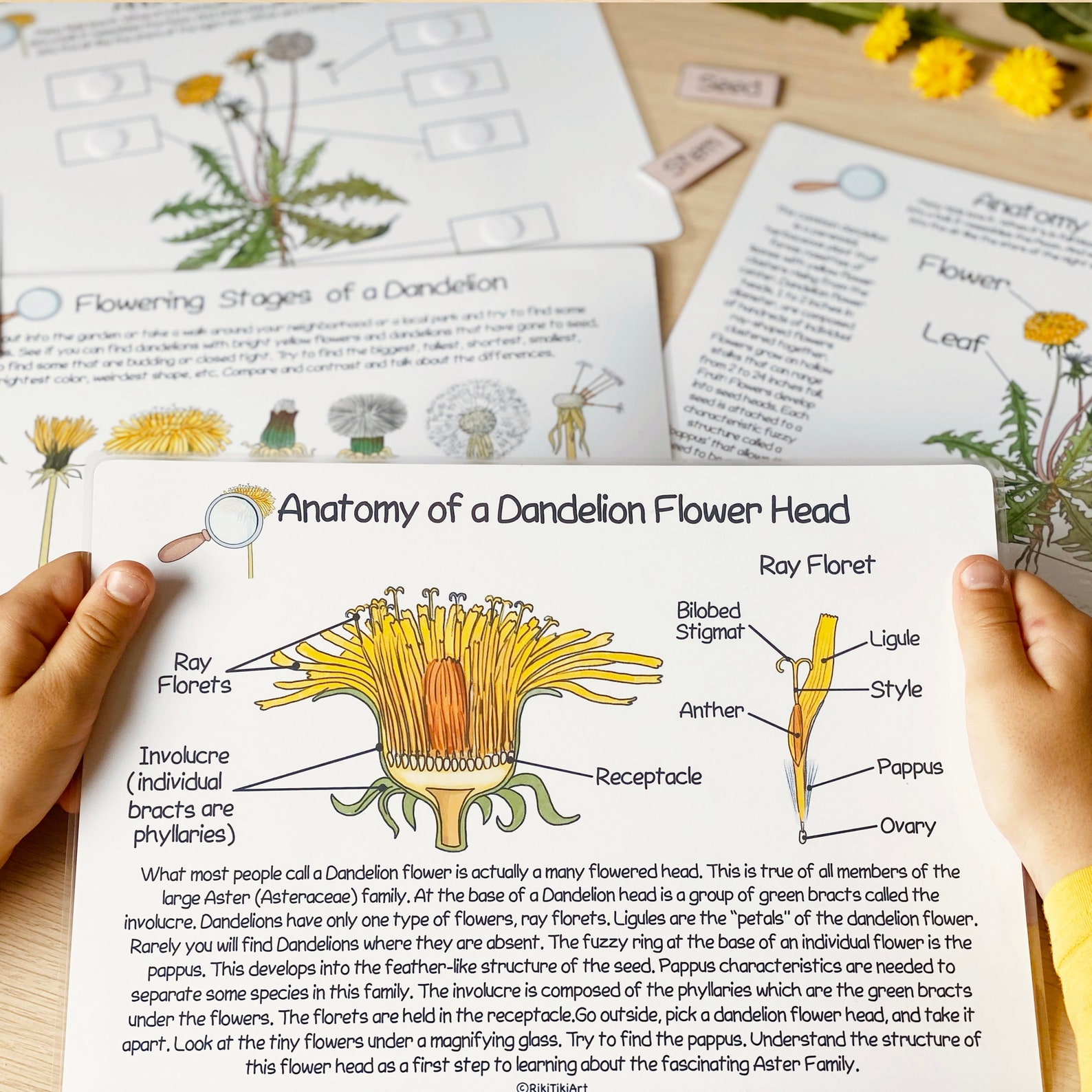 Dandelion Unit Study Charlotte Mason Learning Materials Botanical Busy ...