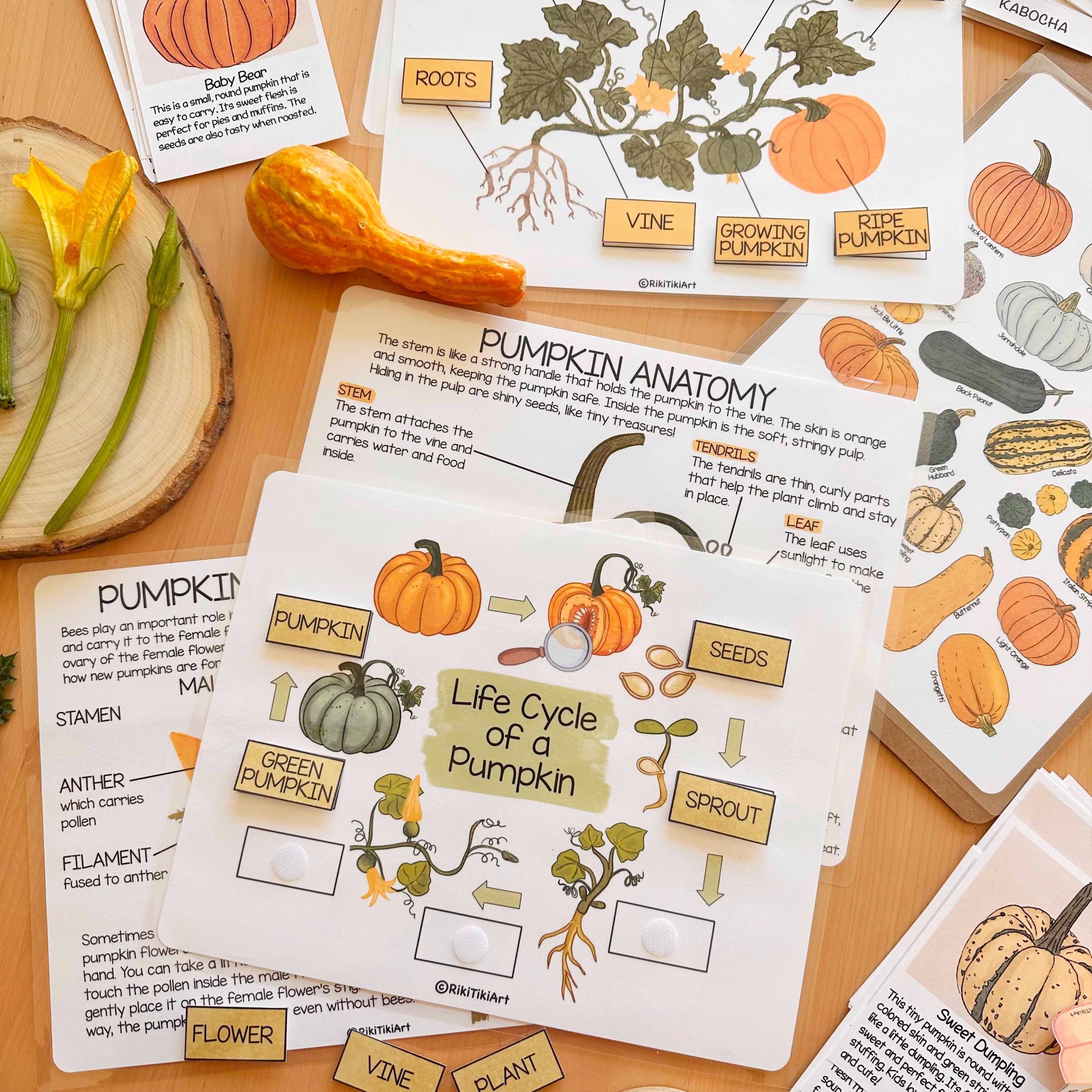 Pumpkin Unit Study Homeschool Preschool Charlotte Mason Fall Learning ...