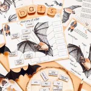 Bats Unit Study Homeschool Fall Activities Bat Anatomy & Life Cycle ...