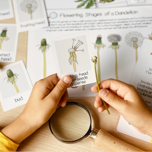 Dandelion Unit Study Charlotte Mason Learning Materials Botanical Busy ...