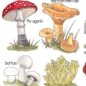 Mushroom Poster Homeschool Educational Posters for Toddlers Nature ...