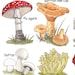 Mushroom Poster Homeschool Educational Posters for Toddlers Nature ...