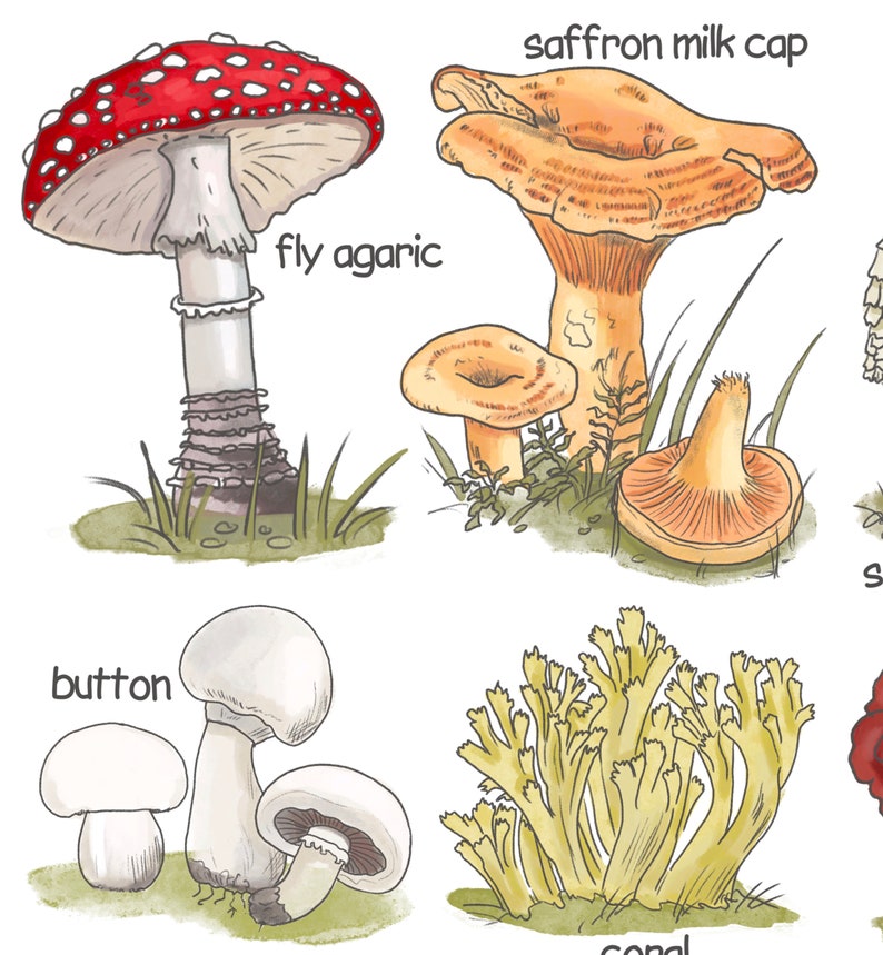 Mushroom Poster Homeschool Educational Posters for Toddlers Nature ...