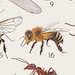 Insects Educational Posters Classroom Posters Montessori Decor ...