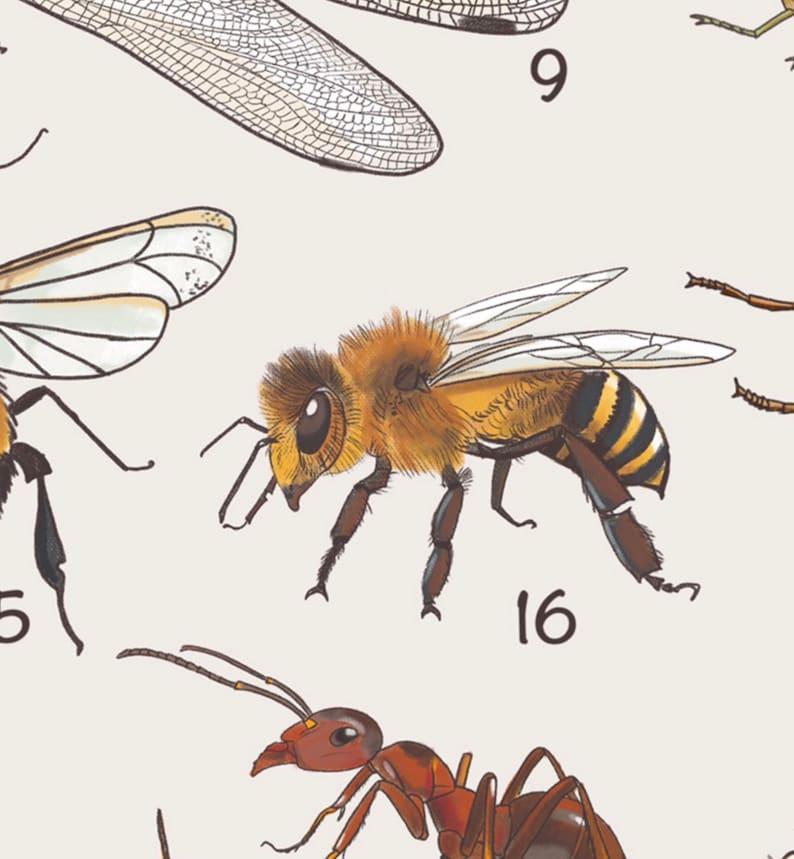 Insects Educational Posters Classroom Posters Montessori Decor - Etsy