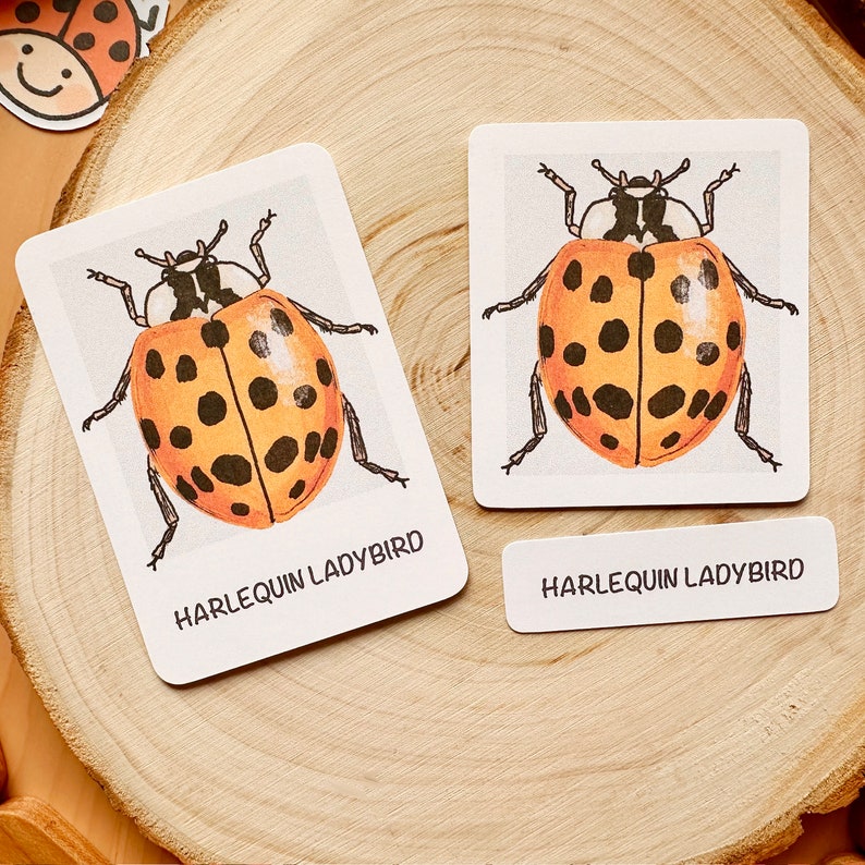Ladybug Flashcards Homeschool Preschool Montessori Printable ...