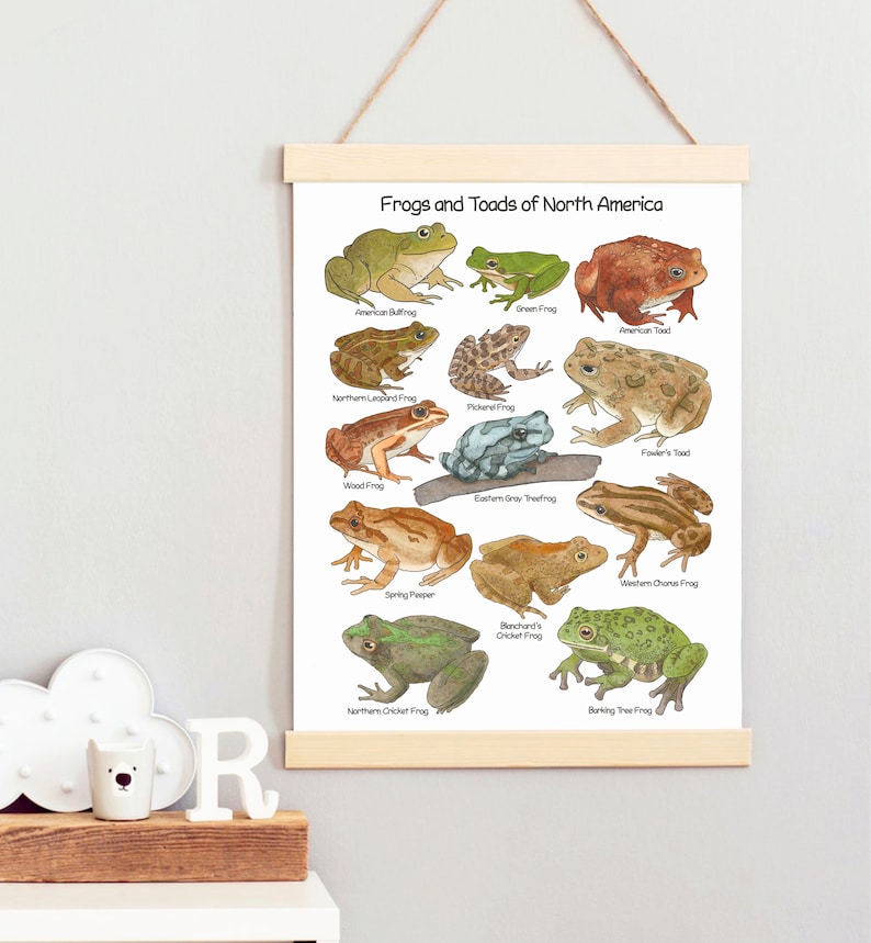 Frogs and Toads of North America Educational Poster Charlotte Mason ...