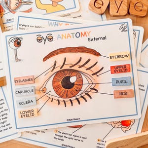 Human Eye Anatomy Bundle for Kids Human Body Parts, Human Anatomy ...