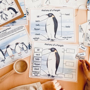 Penguins Unit Study Winter Homeschool Learning Materials Charlotte ...