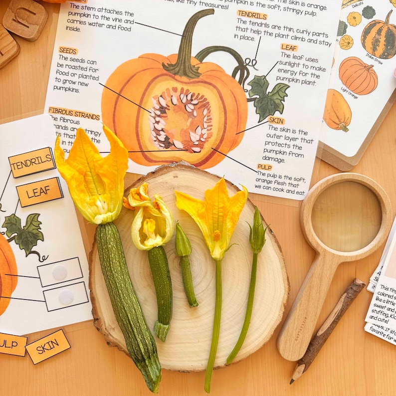 Pumpkin Unit Study Homeschool Preschool Charlotte Mason Fall Learning ...