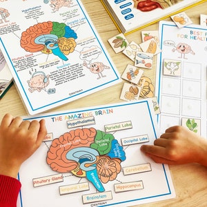 Human Brain Anatomy Bundle, Printable Homeschool Curriculum Preschool ...