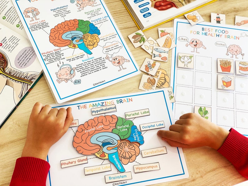 Human Brain Anatomy Bundle Printable Homeschool Curriculum - Etsy
