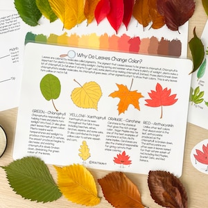 Leaves Unit Study Bundle Anatomy of a Leaf Charlotte Mason Nature Study ...