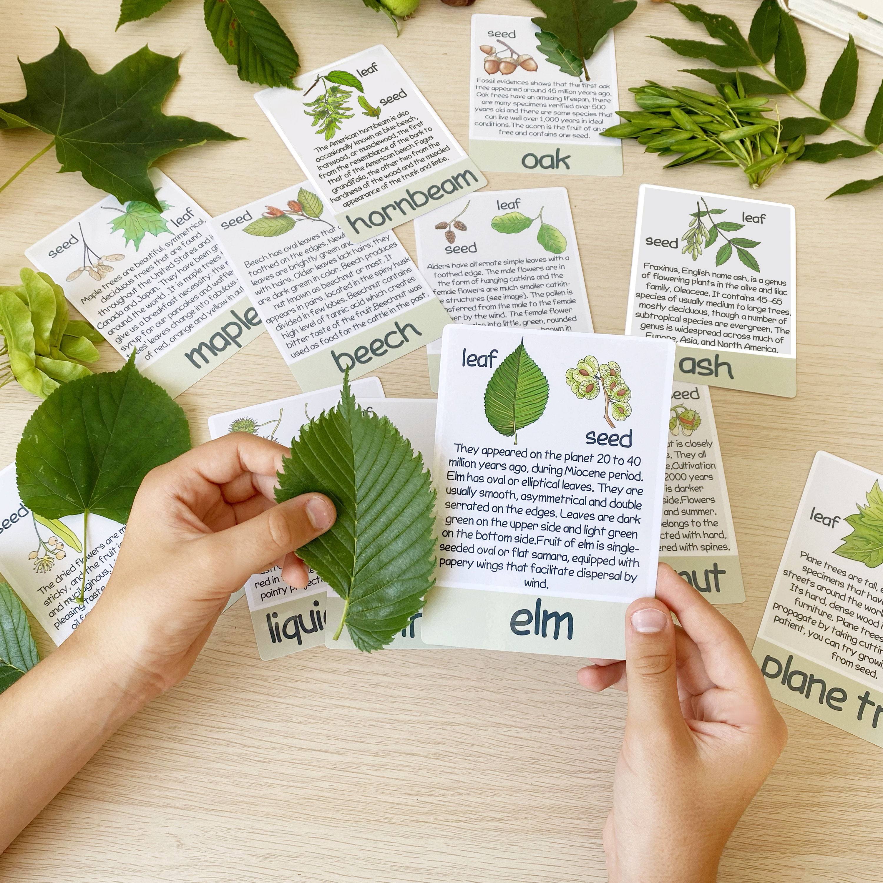 Leaf and Seed ID Cards Charlotte Mason Nature Study Preschool ...