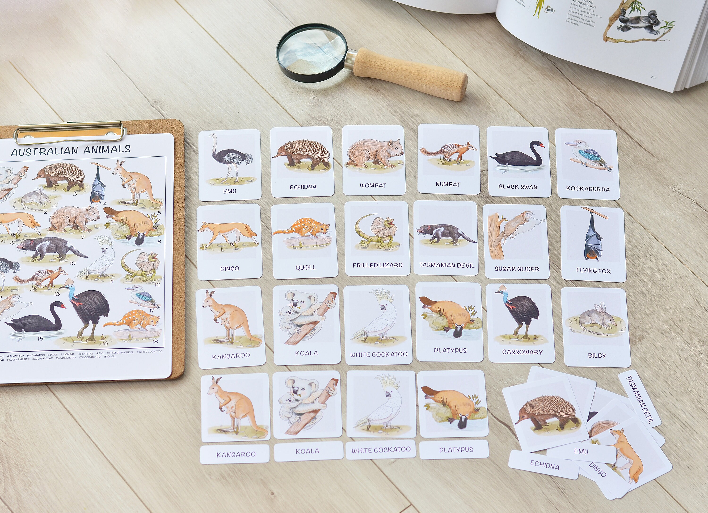 Toddler Flash Cards Australian Animals Flashcards | Etsy