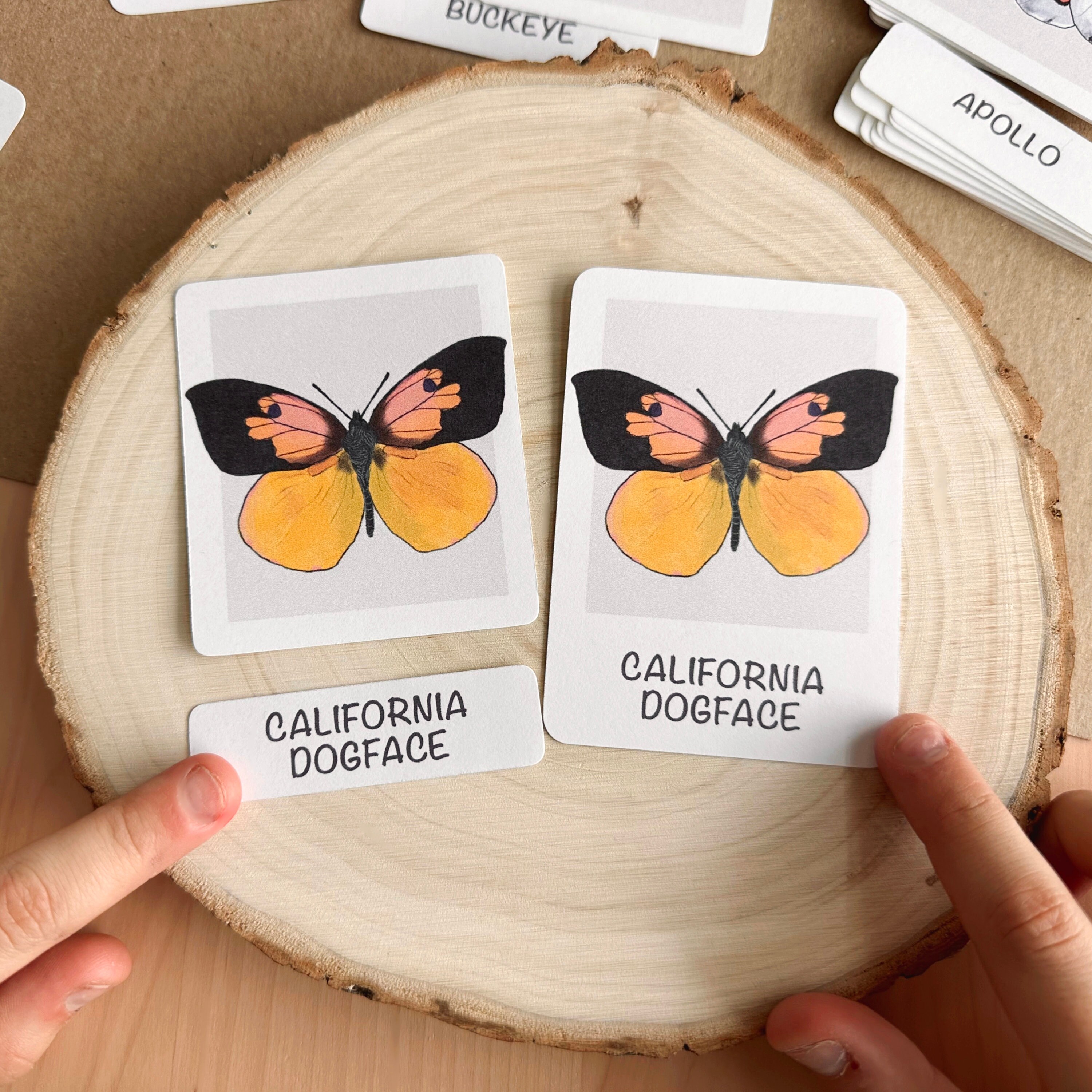 Butterfly Flash Cards Montessori Printable Homeschool Resources Toddler ...