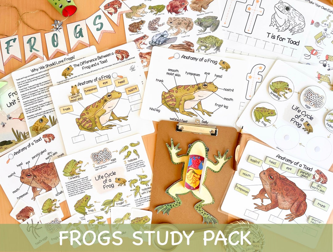 Frog Unit Study Homeschool Summer Activities Frog and Toad Life Cycle ...
