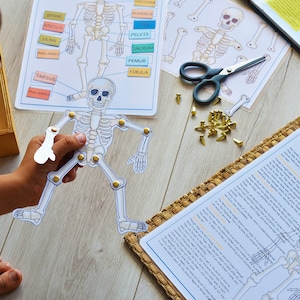 Human Skeleton Busy Book Page, Printable Montessori Materials ...