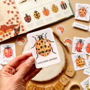 Ladybugs Flashcards Homeschool Preschool Montessori Printable ...