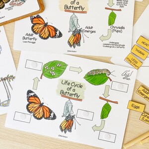 Butterfly Unit Study Bundle Charlotte Mason Nature Study Homeschool ...