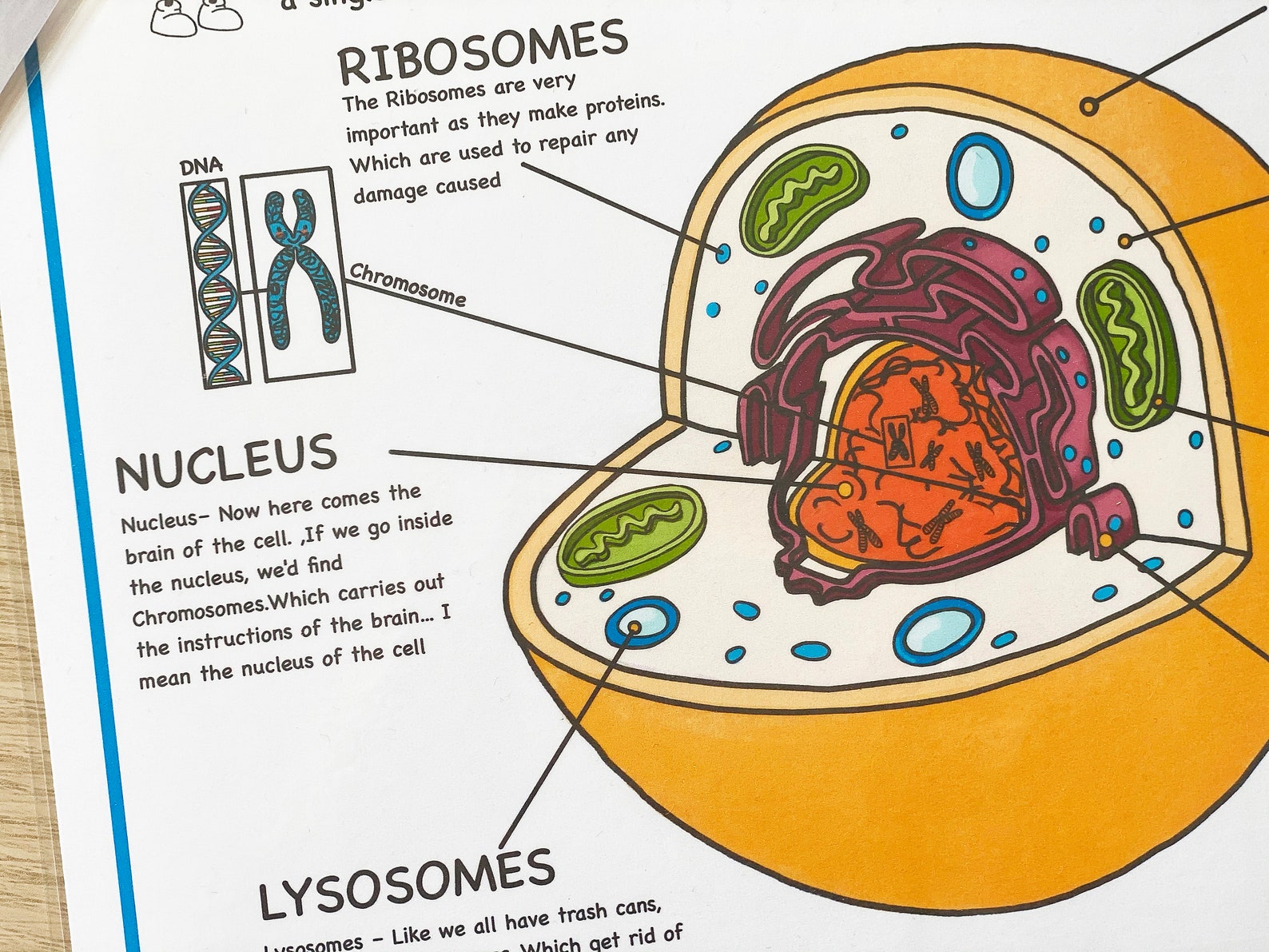 Hyman Body Cell Preschool Activities Printable Homeschool | Etsy