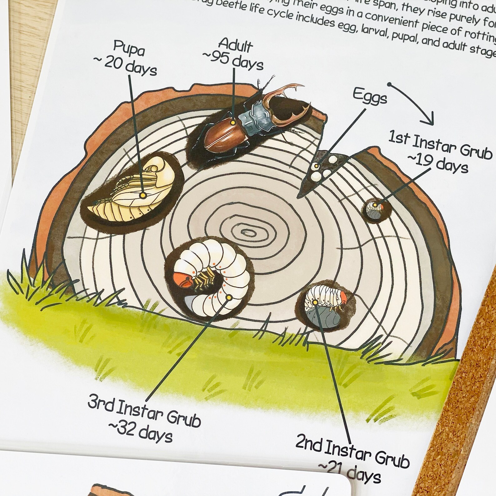 Beetles Unit Study Homeschool Learning Bundle Charlotte Mason - Etsy