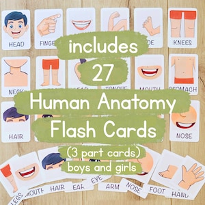 Human Anatomy BUNDLE - Systems Organs Parts of the Body, Anatomy Busy ...