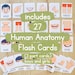 Human Anatomy BUNDLE - Systems Organs Parts of the Body, Anatomy Busy ...