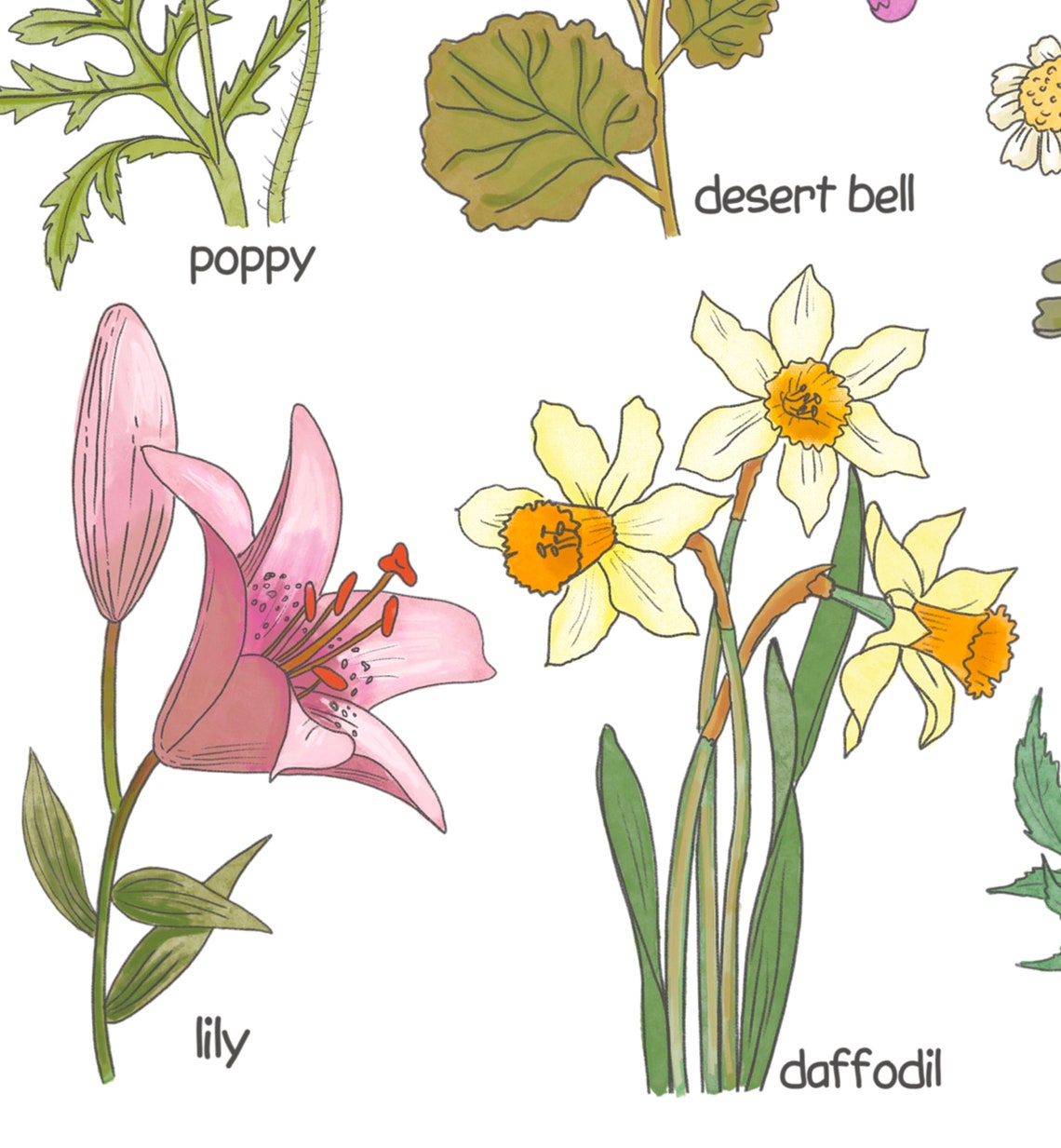 Flowers Poster Homeschool Educational Posters Classroom - Etsy