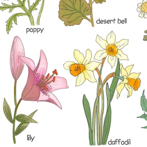 Flowers Poster Homeschool Educational Posters Classroom Playroom ...