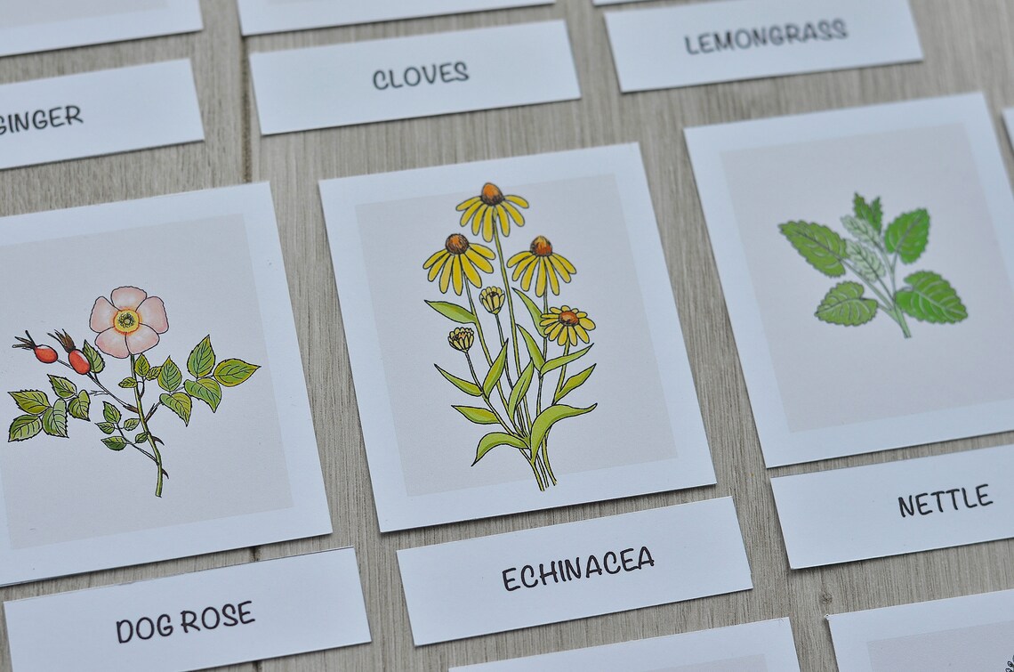 Herbs Flashcards Printable Montessori Materials Preschool - Etsy