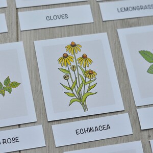 Herbs Flashcards, Printable Montessori Materials, Preschool Toddler ...