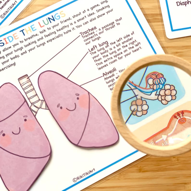 Respiratory System Bundle Human Anatomy Preschool Worksheets Toddler ...